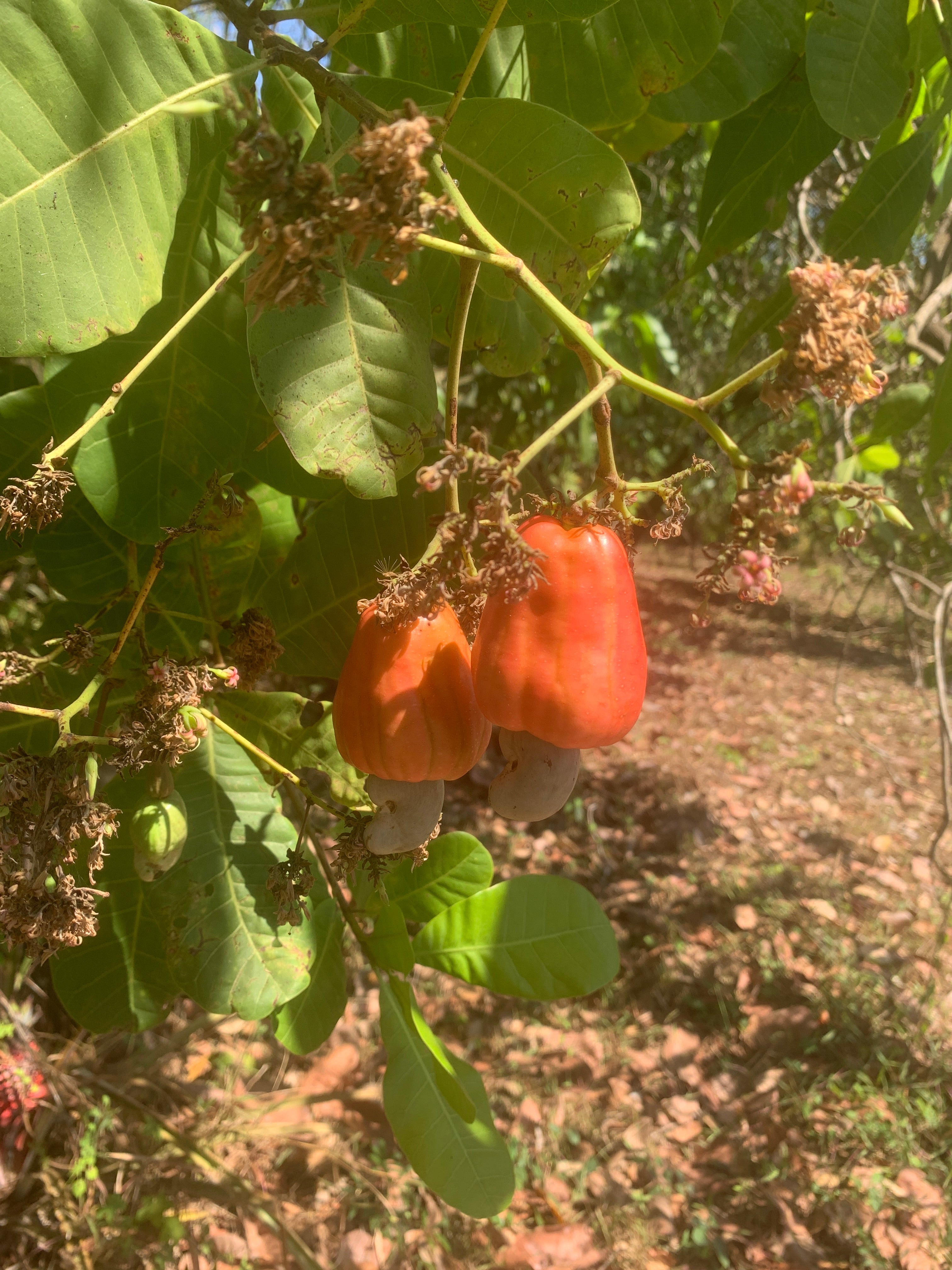 Secrets of Cashew Cultivation in Konkan! – Nutrinat
